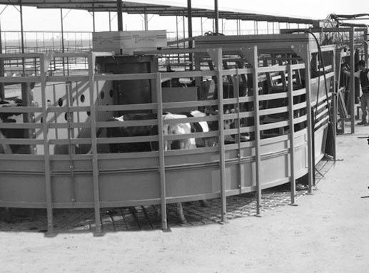 Top 5 Safety Tips for Handling Cattle - AL Silencer Chutes